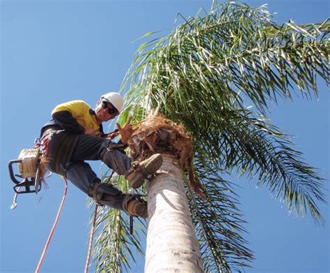 Safety First Specialised Tree Lopping