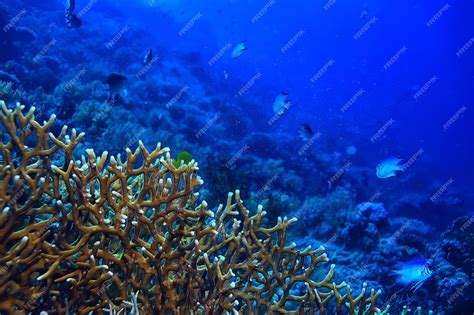 산호초 배경 수중 해양 생물 생태계 바다 바다 프리미엄 사진