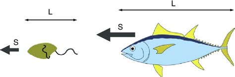 3 Hydrodynamic Effect Of Ocean Water On The Locomotion Of Download Scientific Diagram