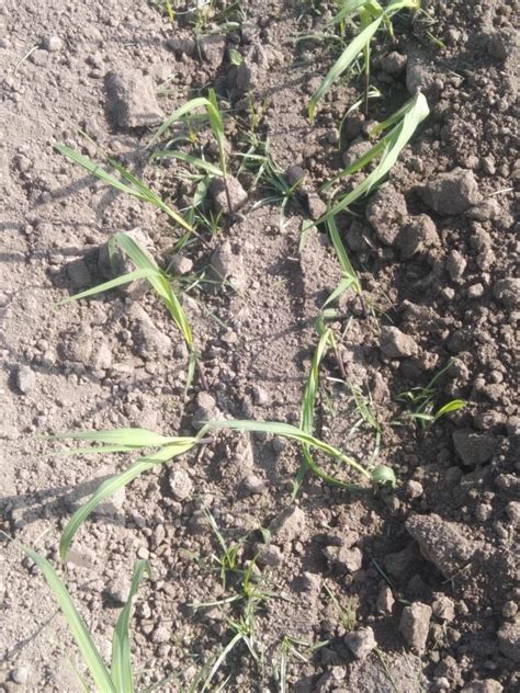 Dr Syed Zeeshan Haider On Linkedin Agriengineering Fao Quintechfarming