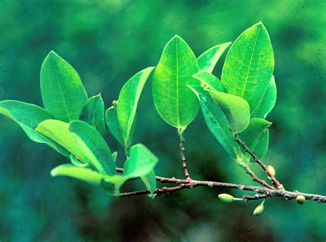 Peru Authorizes Coca Plant Research For Mental Health Drug Development