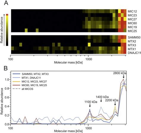 Complexome Profiling Analysis Of The Micos And Mib Complexes In Human Download Scientific