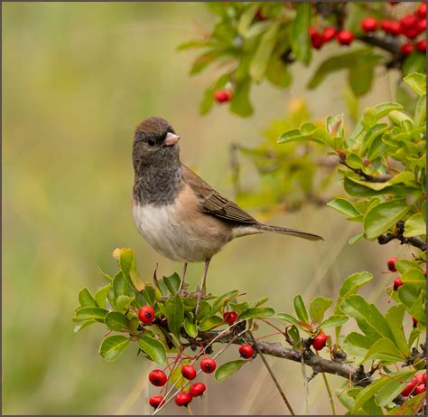 Dark Eyed Junco In Benton County Oregon Birding Association