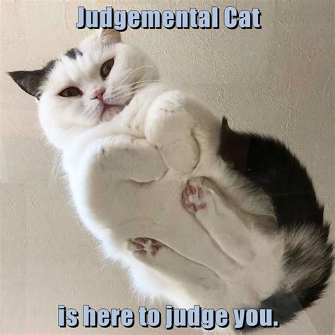 Judgemental Cat Is Here To Judge You