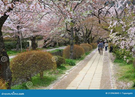 Kyoto Cherry Blossoms Philosopher`s Path Editorial Image Image Of