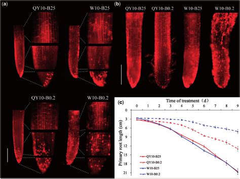 Root Cell Wall Weakening Of Brassica Napus Genotypes Qy10 And W10 Download Scientific