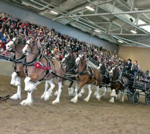 2018 World Clydesdale Show In Madison Wi Oct 24 28th Speckled Hen Inn