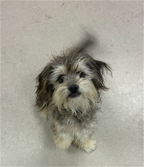 Washoe Reunited A551220 Female About 6 Months Old Facebook
