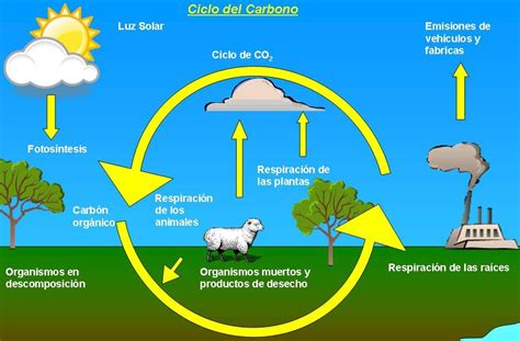 Ciclo Del Carbono