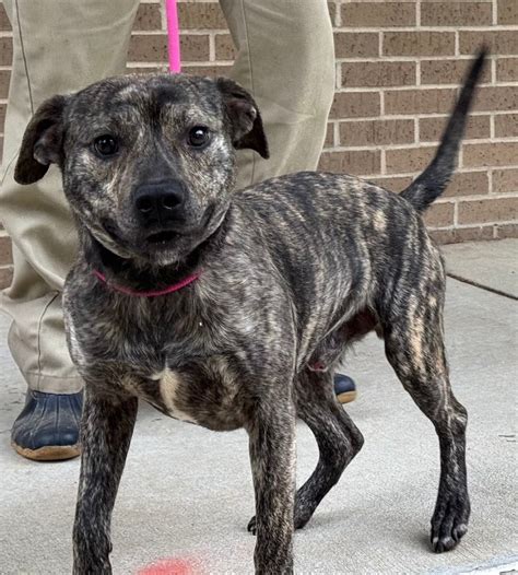 Pine Name Magik Breed Pit Bull Mix Age Or Approx Dob Young 0417