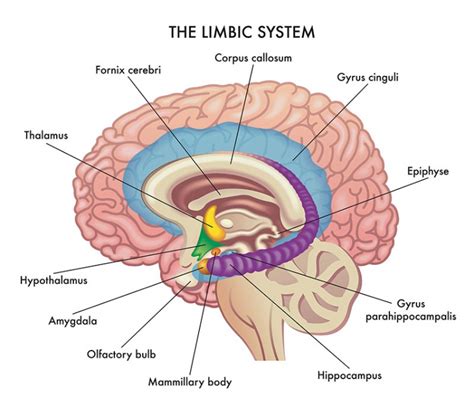 Hippocampus Aufbau Funktion And Krankheiten Medlexide