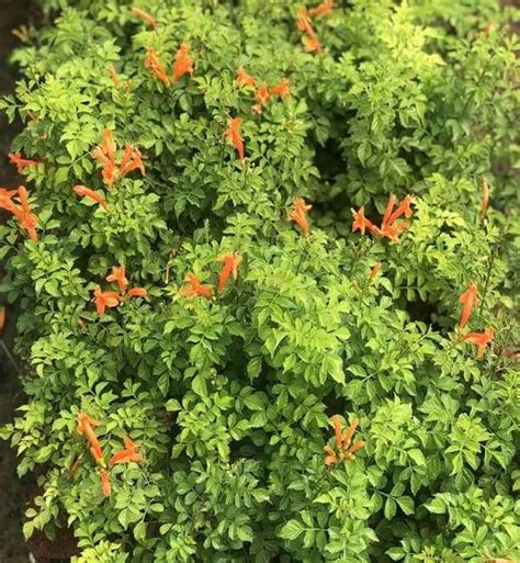 Tecoma Capensis Sri Krishna Nursery