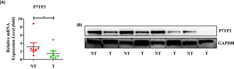 P7 Trans‐regulated Protein 3 P7tp3 Expression Is Downregulated In Download Scientific Diagram