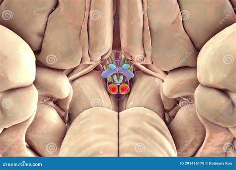 Hypothalamic Nuclei 3d Illustration 293273016