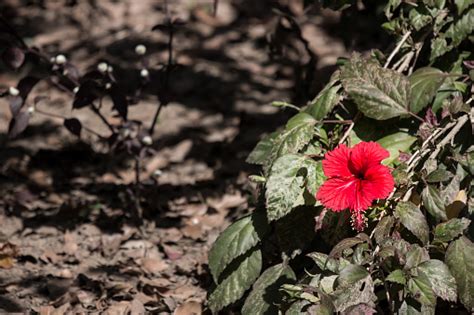 붉은 히 비 스커 스로 사sinensis의 클로즈업 0명에 대한 스톡 사진 및 기타 이미지 0명 꽃 나무 꽃 식물 Istock