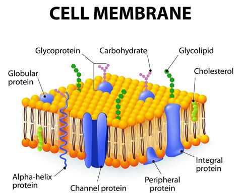 Cell Membrane Parts Diagram Quizlet