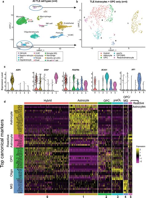 Single Cell Transcriptomics Of Human Temporal Lobe Epilepsy Reveals Download Scientific Diagram