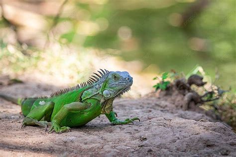 Latar Belakang Latar Belakang Alam Menampilkan Morph Yang Menakjubkan Dari Spesies Reptil Hijau
