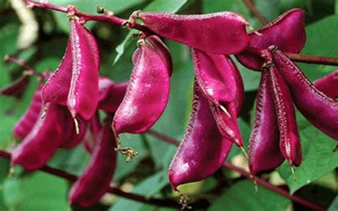 Đậu Ván Là đậu Gì Đậu Ván Có Bao Nhiêu Loại Và Tác Dụng Của đậu Ván