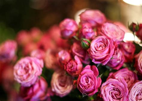 파리의 플로리스트 조르주 프랑수아 오봉파리 Easy To Be Parisian