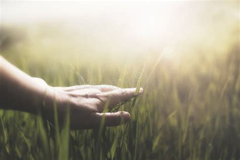Hand Gently Touches The Fresh New Grass In A Field Stock Image Image