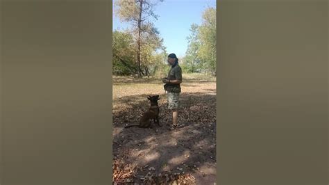 Работа по ОКД Малинуа Арс 6м дрессировочнаяплощадказапорожьелестничество кинологzp Youtube