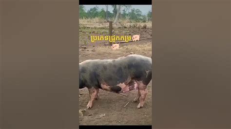 ប្រភេទ ជ្រូក កម្រ🐖🐖 Youtube