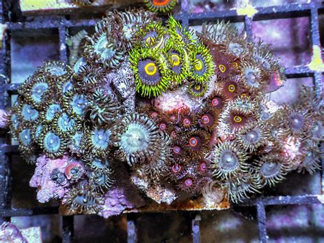 Zoa Gardens Available Reef2reef