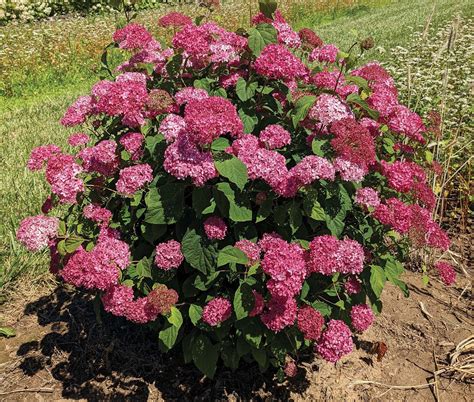 American Lace™ Dark Pink Hydrangea Star® Roses And Plants
