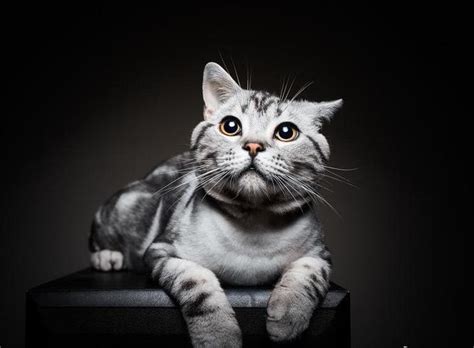 品种溯源识别系列之：美国短毛猫 知乎