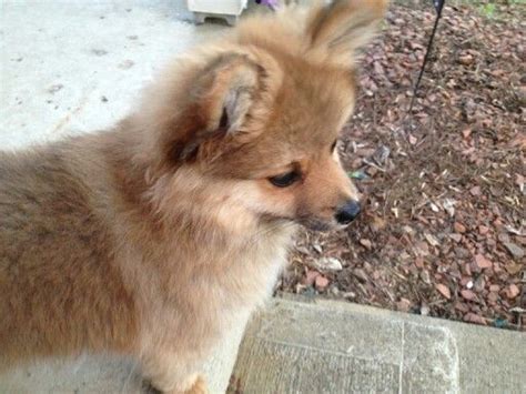 22 Best Pomeranian Haircut Images On Pinterest Pomeranians