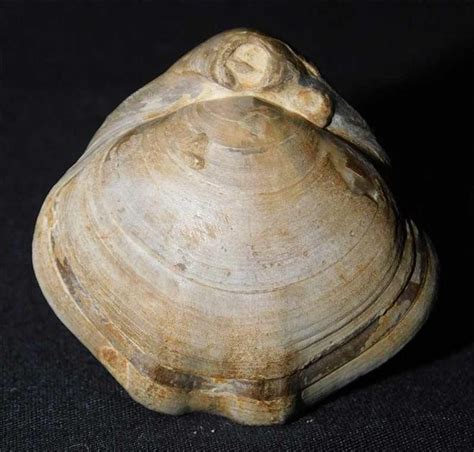 Uk Fossils Including British Ammonites Fossils Direct