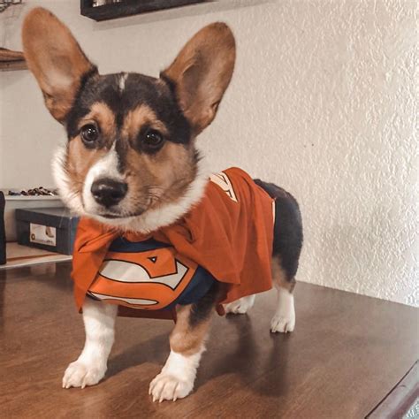 Best Halloween Costumes For Corgis At Jessie Ramirez Blog