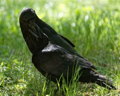 Why Do Crows Crow This Is Why They Gather And Make Noise