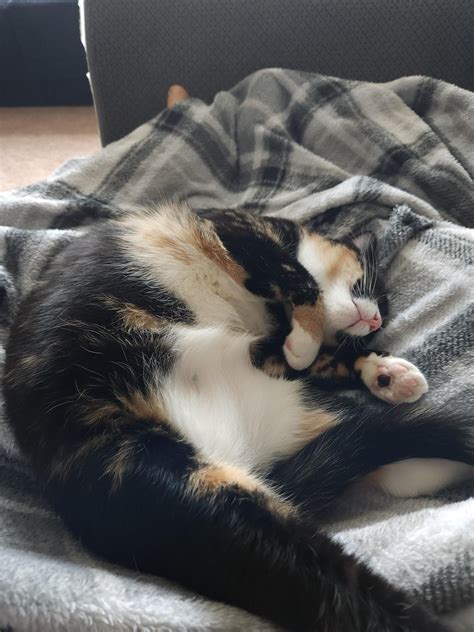 Good Morning From Ruby Roo Rtuxetortico