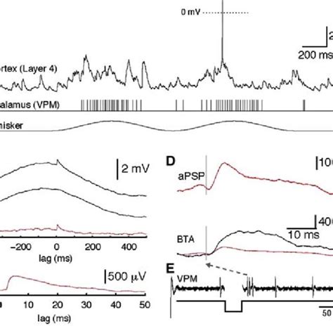 Simplified Model Of A Cortical Column First Hypothetical Model Of