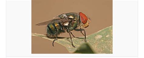 Criminal Investigation Flashcards Quizlet