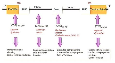 Trinucleotide Repeat Disorders And Anticipation Mnemonics Epomedicine