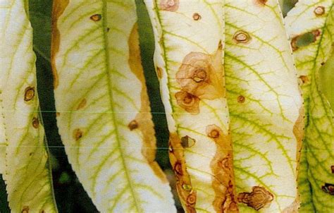 12 1 桃霉斑穿孔病 植物病理学教学