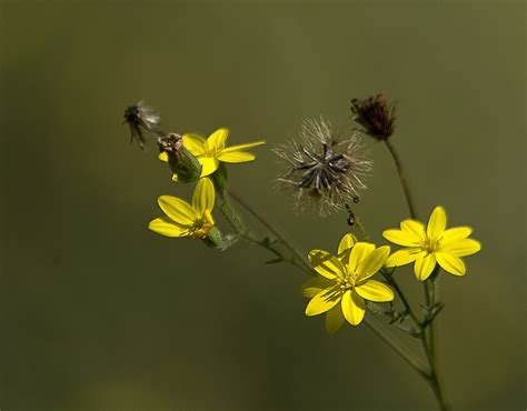 Wildflowers Yellow Flowers Free Photo On Pixabay Pixabay