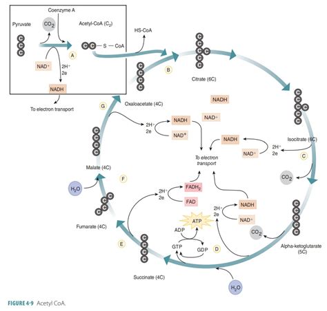 Metabolic Pathways Cellular Metabolism