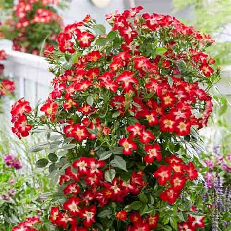 Rose Everglow Ruby Venta Online En España Directamente Desde Los Países Bajos