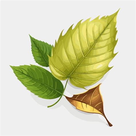 Premium Vector Leaf Drawing Vector