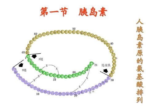 药理学 胰岛素及口服降糖药 Word文档在线阅读与下载 无忧文档
