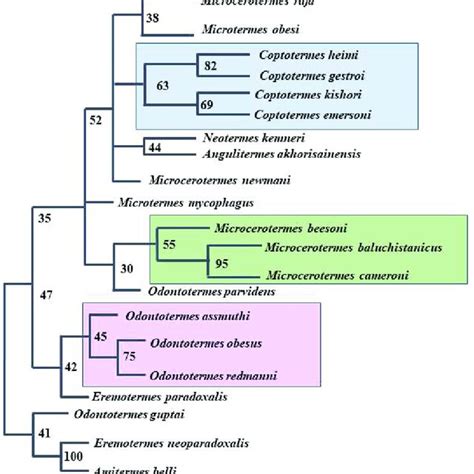 Phylogenetic Tree Built On Maximum Parsimony Method To Know The Download Scientific Diagram