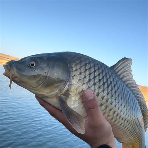 صيداليومfishing صيد السمك