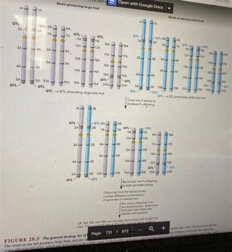 Solved Single Nucleotide Polymorphisms SNPs Refer Back Chegg