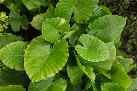 Elephant Ear Plant Problems And Solutions Topbackyards