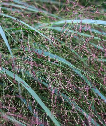 Shenandoah Switchgrass Bower And Branch