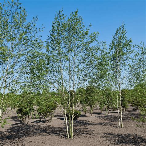 River Birch Single Stem Plant Live River Birch Tree Plant From 12 Inch